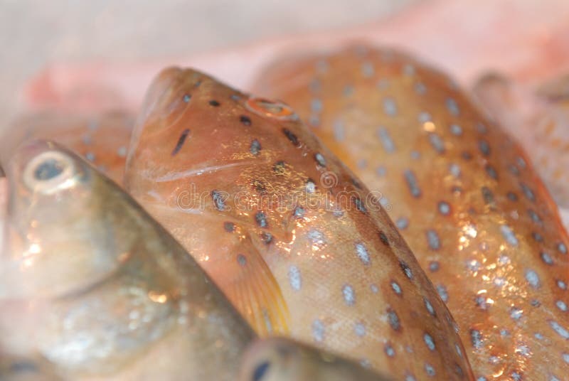 Garoupa stock photo. Image of craniata, osteichthyes, tropics - 810280