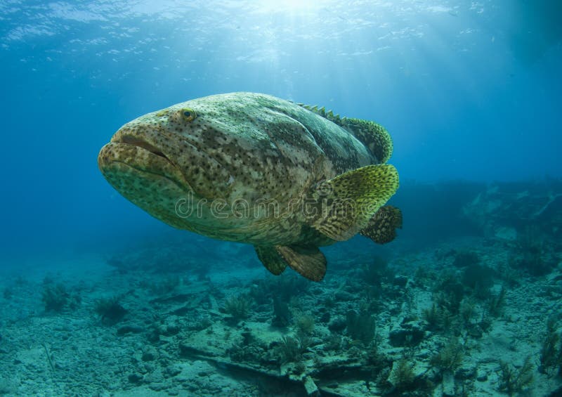 Garoupa de Goliath na luz foto de stock. Imagem de golia - 17878870