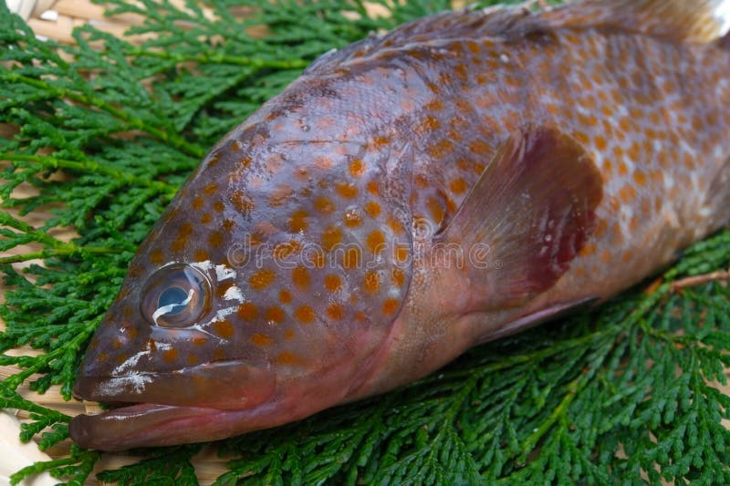 Garoupa de Redspotted foto de stock. Imagem de cozinheiro - 27372522
