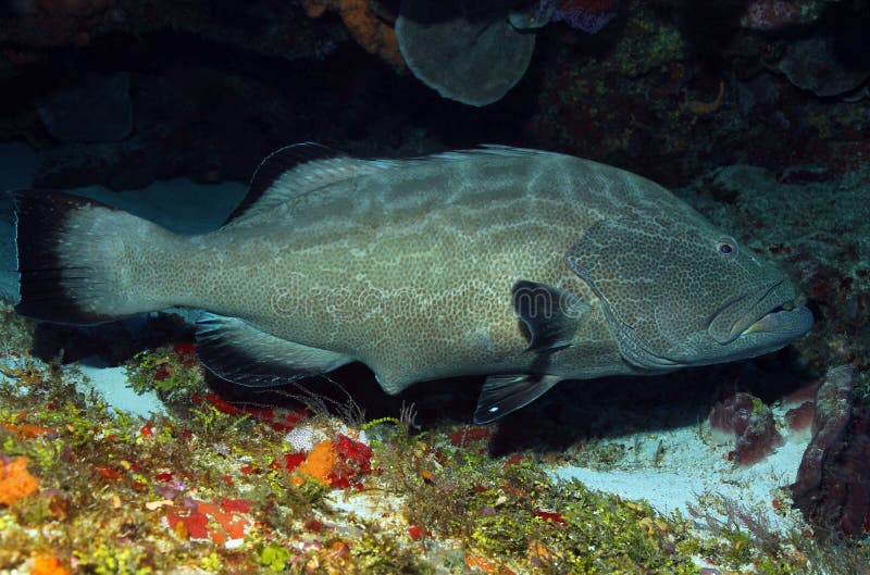 Garoupa gigante foto de stock. Imagem de garoupa, aventura - 14168376