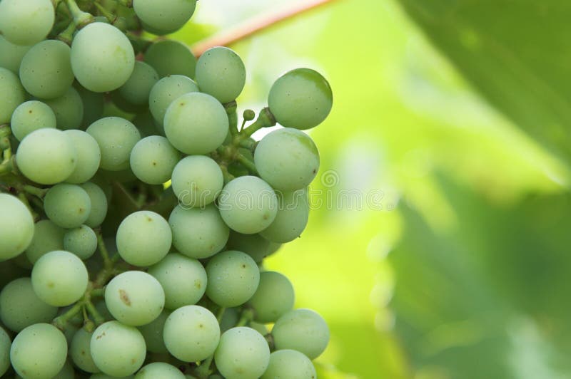 Garpe verde 4. imagen de archivo. Imagen de cosecha, coma - 4051517