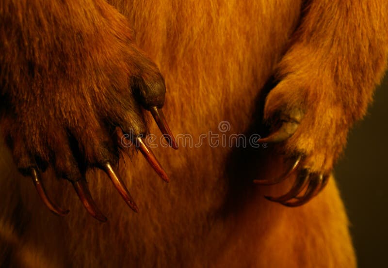 Garra imagem de stock. Imagem de mortal, feroz, pele, selvagem - 530609