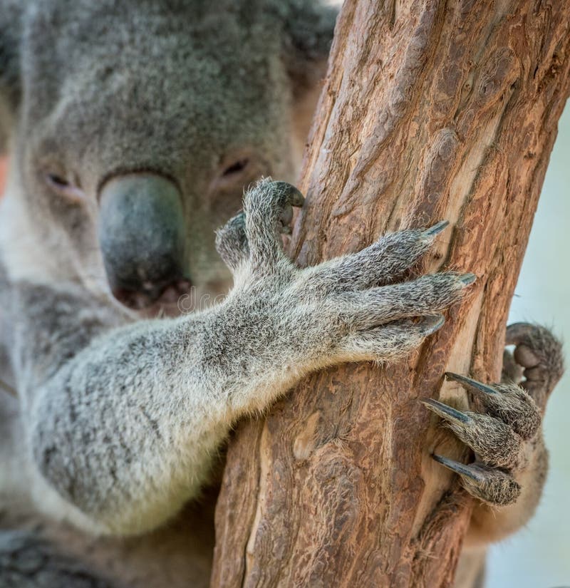 Garra de oso de koala foto de archivo. Imagen de teddy - 65128274