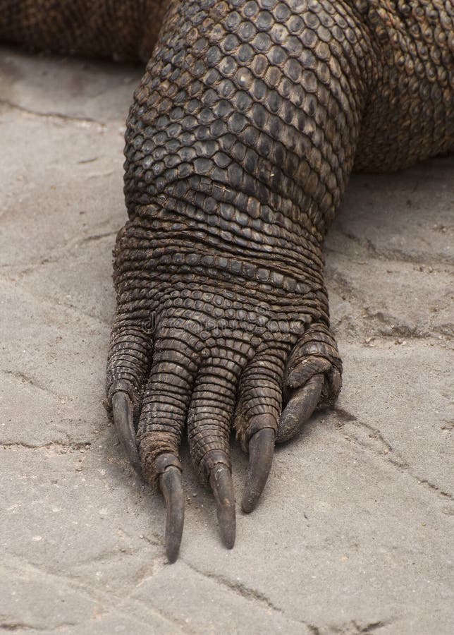 Garra De Un Dragón De Komodo Foto de archivo - Imagen de tropical, cubo ...