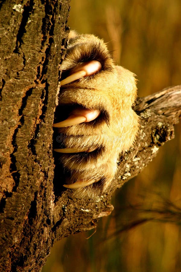 Garras del león foto de archivo. Imagen de garras, varones - 1628266
