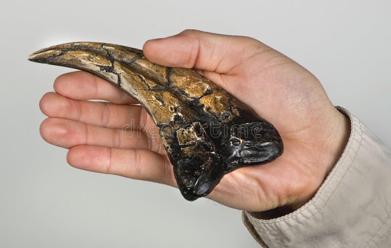 Garra del Velociraptor imagen de archivo. Imagen de despredador - 48821419