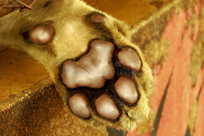 A Garra Do Tigre, A Garra Do Diabo (annua L Do Martynia ), Sementes ...