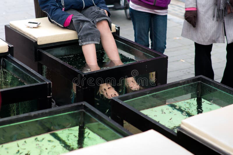 Garra rufa fish stock photo. Image of skincare, care - 20616590