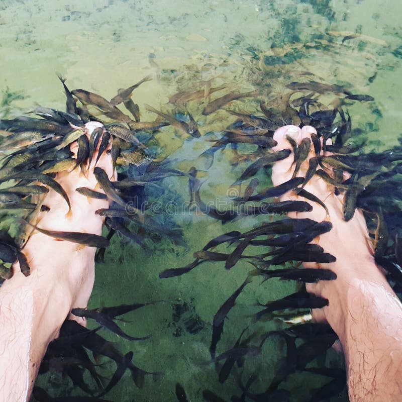 Flower Garra De Leon in the Atacama Desert. Stock Image - Image of ...