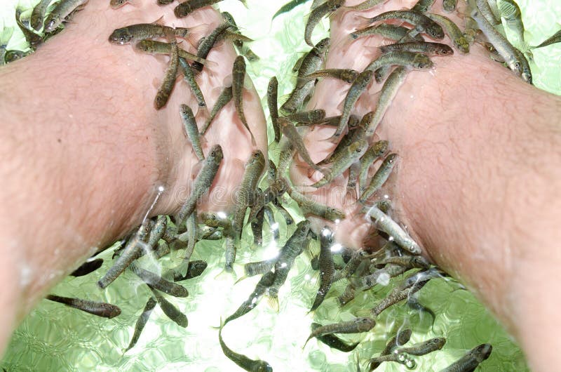 Garra Rufa fish eats skin stock photo. Image of people - 152560662