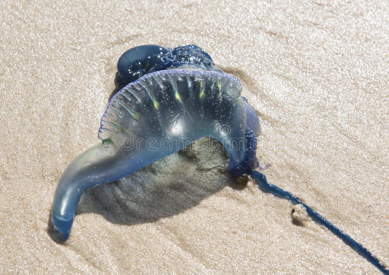 Garrafa azul na praia foto de stock. Imagem de azul, marinho - 78093012