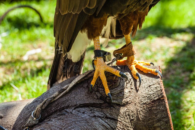 Garras imagen de archivo. Imagen de puntas, nana, animal - 39757371