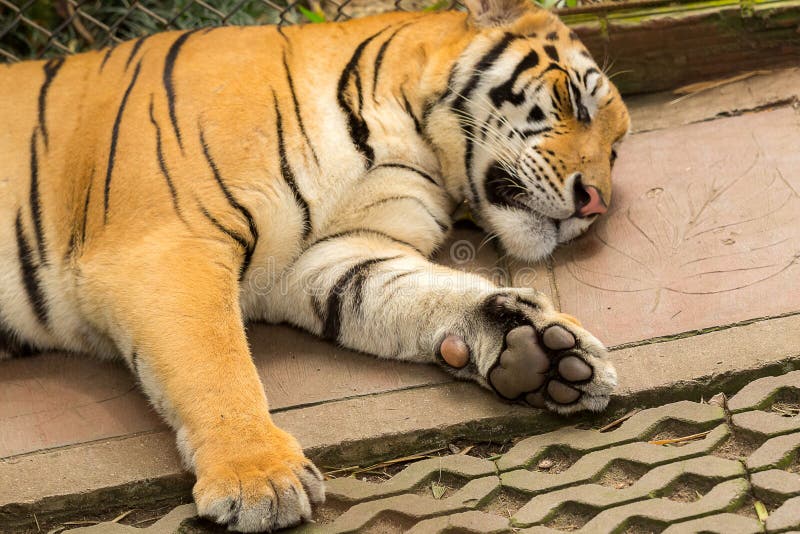 Garras do tigre! imagem de stock. Imagem de face, modelo - 19052853