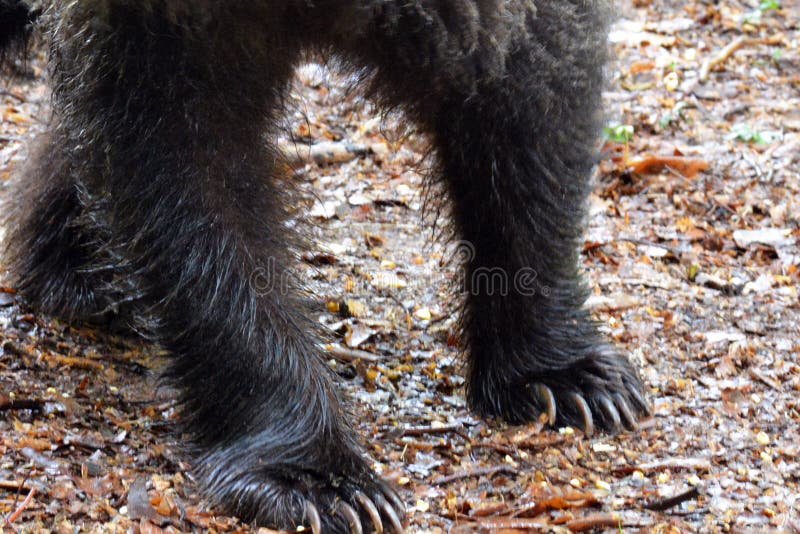 Garras Y Garras De Osos Marrones Foto de archivo - Imagen de garras ...