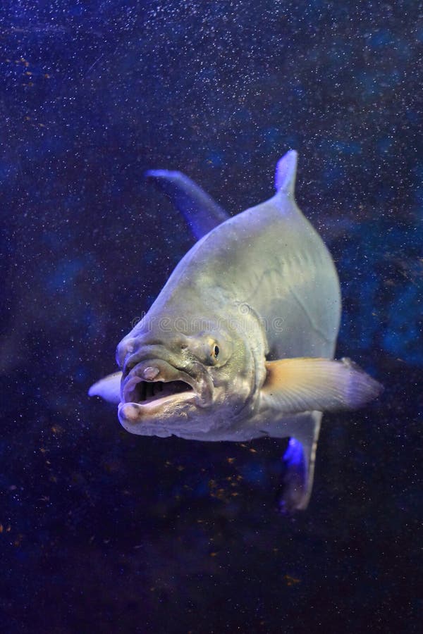 Garrick fish stock image. Image of reef, marine, lichia - 55328383