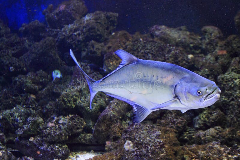 Garrick fish stock image. Image of garrick, amia, leerfish - 55328383