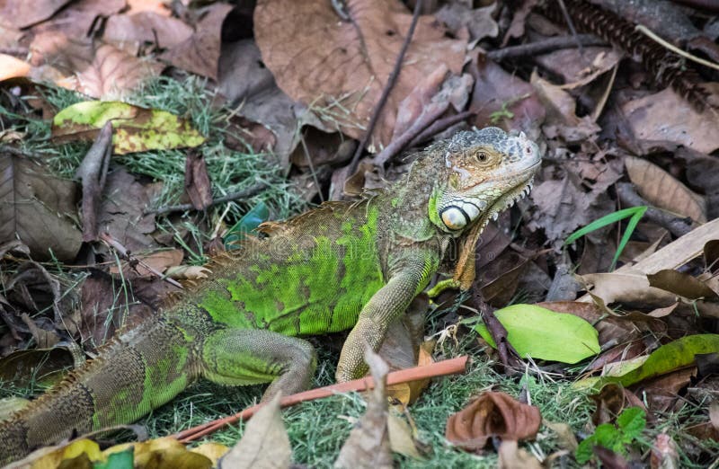 Garrobo Stock Photos - Download 20 Royalty Free Photos