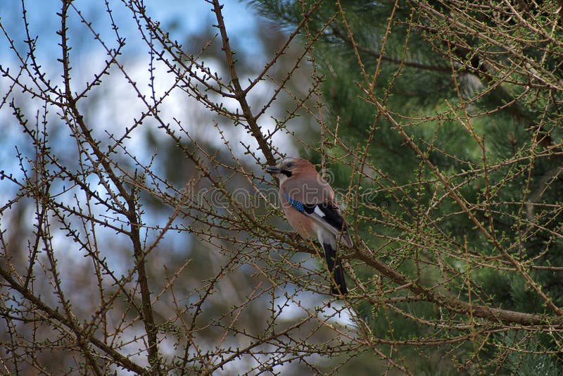 Garrulus Glandarius. Jay is a Medium-sized Bird. Jay in the Garden ...