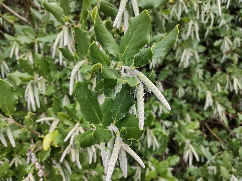 Garrya elliptica stock photo. Image of garrya, silk - 311622552