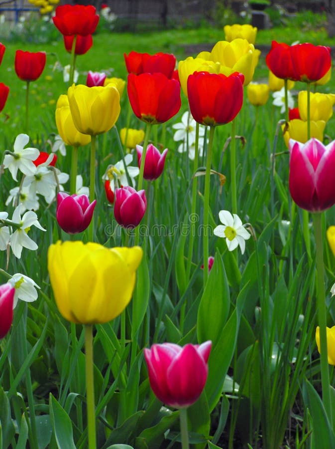 Garten der Tulpen stockbild. Bild von blumenblätter, blume - 911597