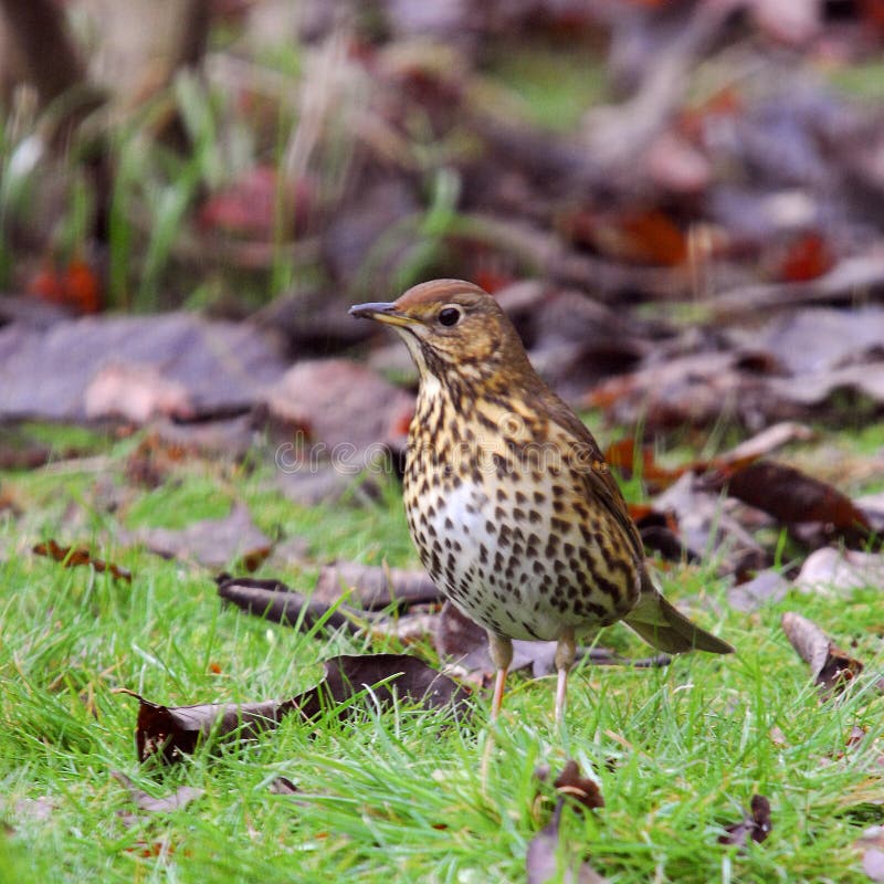 Garten-Vögel - Lied-Drossel Stockbild - Bild von frontseite, nahrung ...