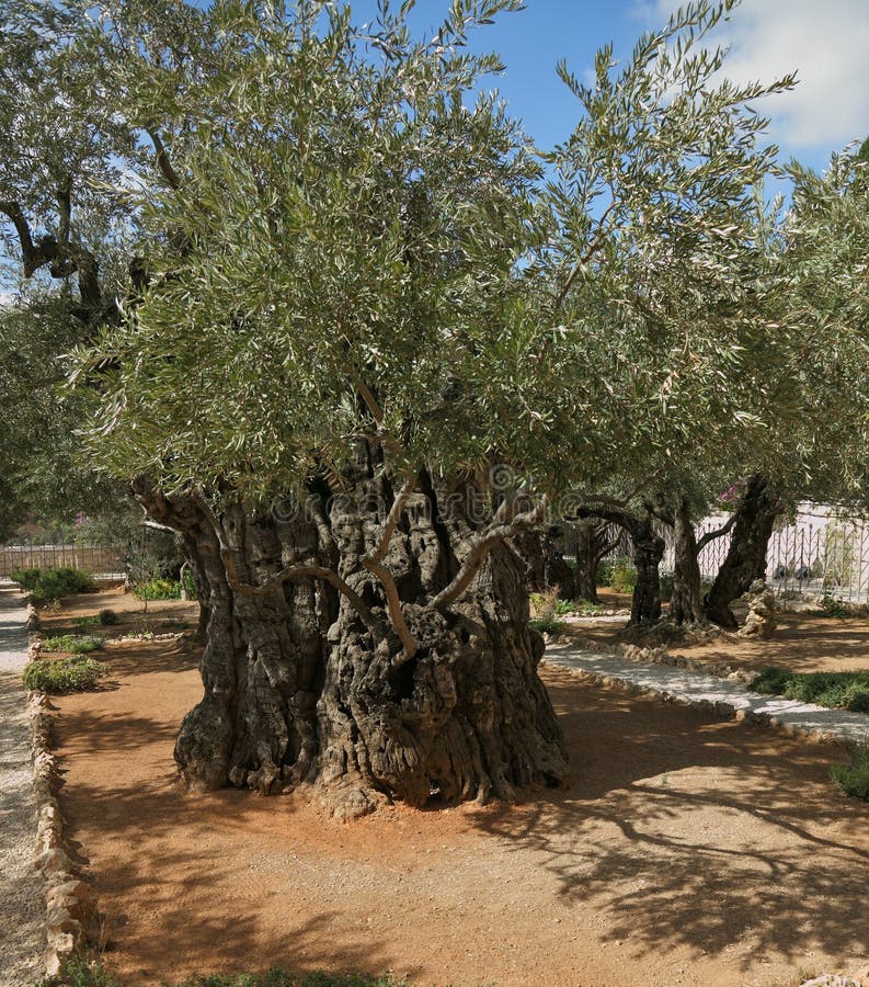 Alter Olivenbaum Im Garten Von Gethsemane Israel Jerusalem Stockbild ...