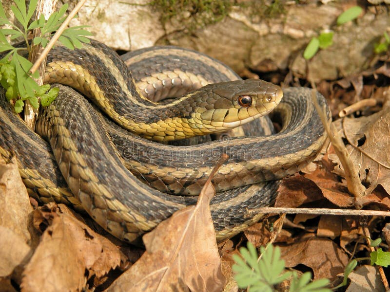 Garter Snake stock image. Image of head, animal, common - 9066001