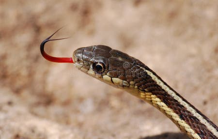 Garter Snake stock image. Image of head, animal, common - 9066001