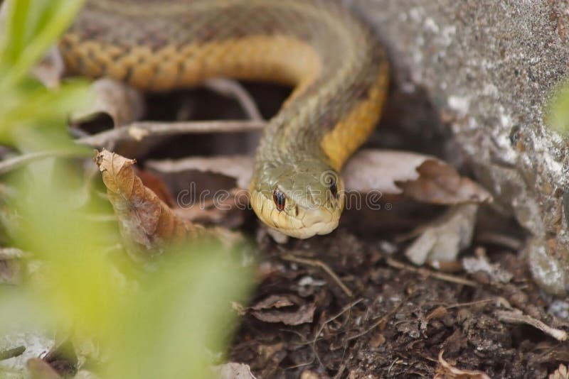 347 Snake Shade Stock Photos - Free & Royalty-Free Stock Photos from ...