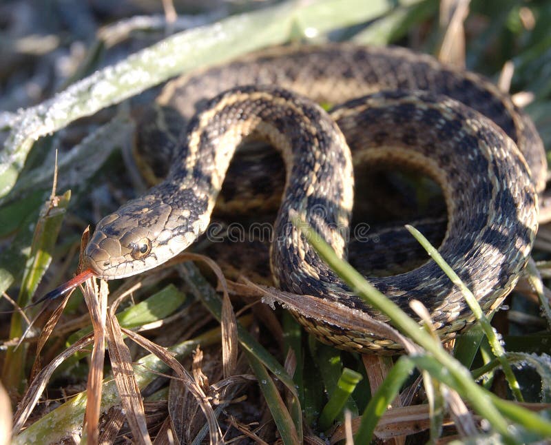 Garter Snake stock image. Image of scale, scales, sirtalis - 6345741