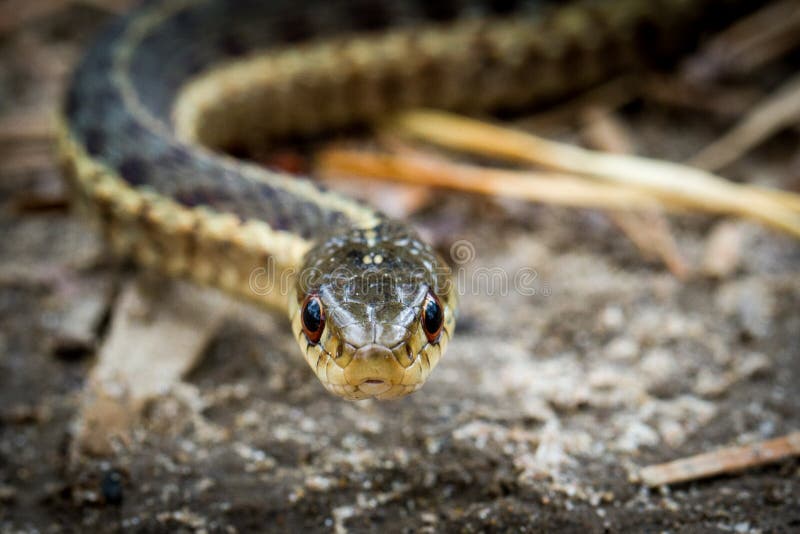 Garter Snake Head Shot stock photo. Image of macro, brown - 49386112