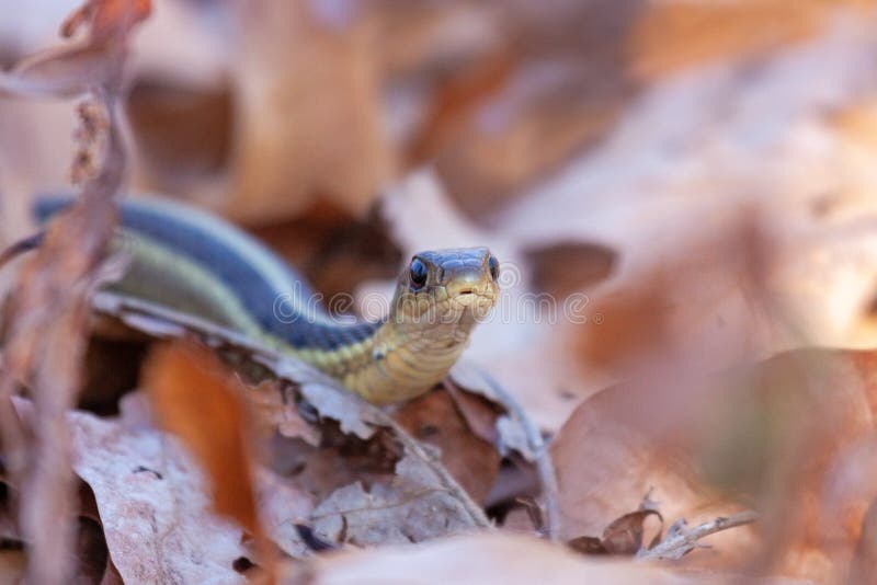 A garter snake in leaves stock photo. Image of leaf - 264895376