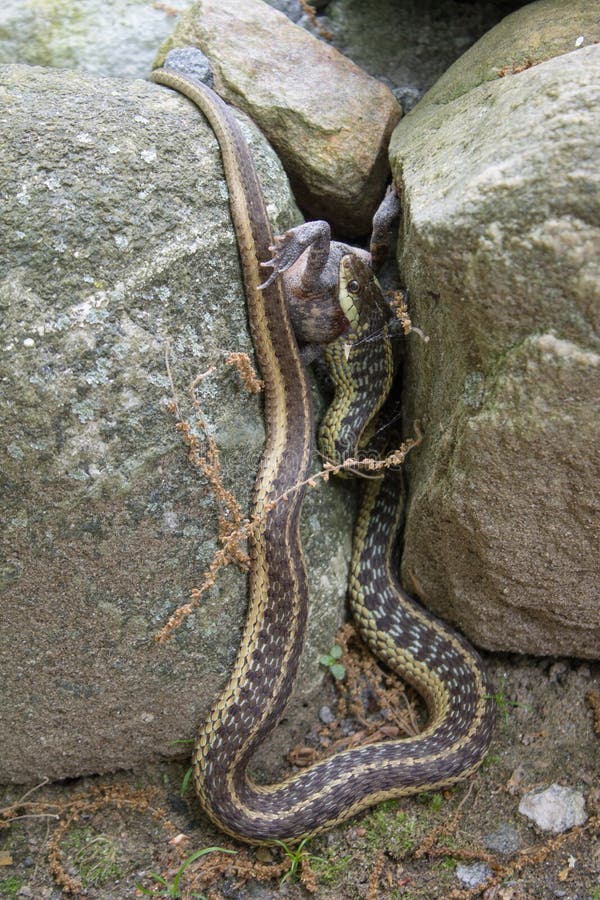 Snake eating frog stock photo. Image of feeding, actions - 34773292