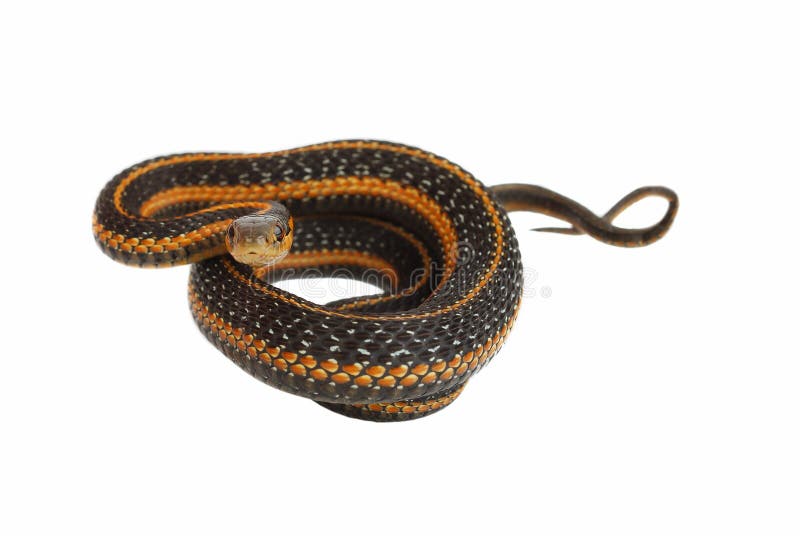 Garter snake rolling. stock image. Image of nice, scale - 9913115
