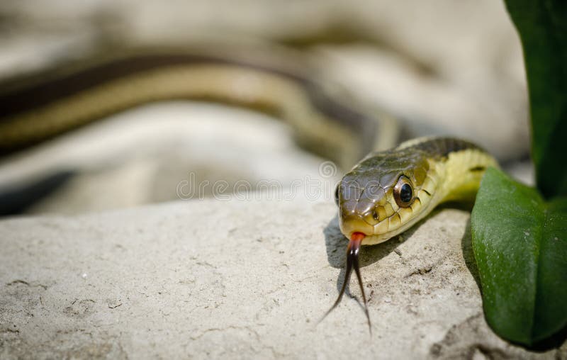Garter Snake stock photo. Image of brown, slither, scales - 31408588