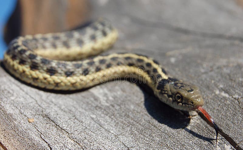Garter snake smelling stock image. Image of harmless - 22069033