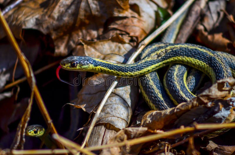 Ontario Snakes Stock Photos - Free & Royalty-Free Stock Photos from ...