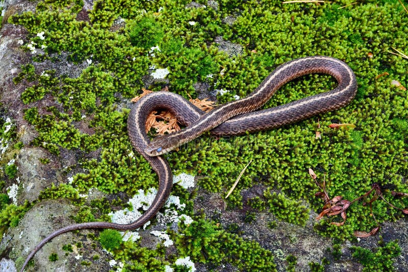 Garter Snake in the Wild, on Moss and Leaves Stock Photo - Image of ...