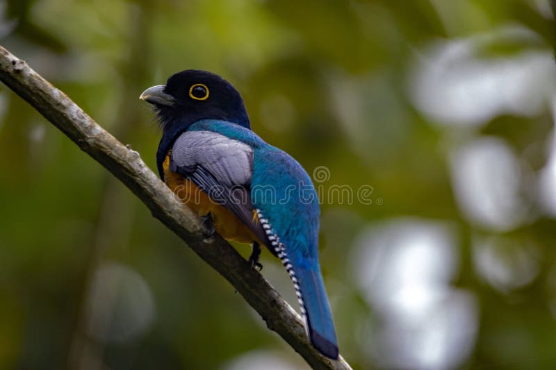 Gartered Trogon, Trogon Caligatus, on a Branch Stock Image - Image of ...