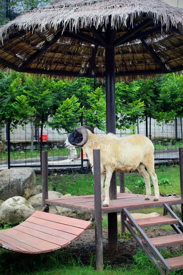 Garut goat in a mini zoo. editorial image. Image of garut - 242684310
