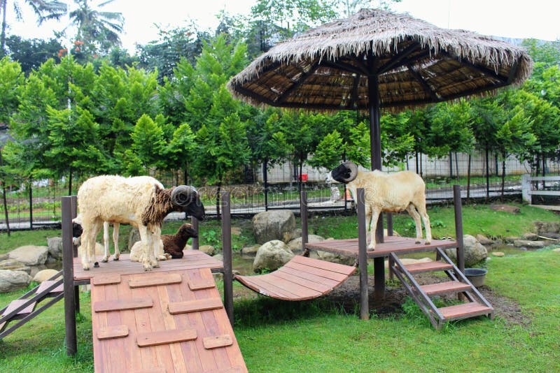 Garut goats in a mini zoo. editorial photography. Image of animal ...