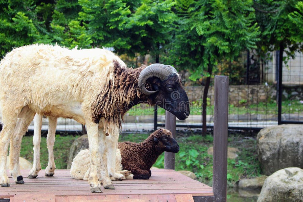 Garut goats in a mini zoo. editorial image. Image of wildlife - 242684330