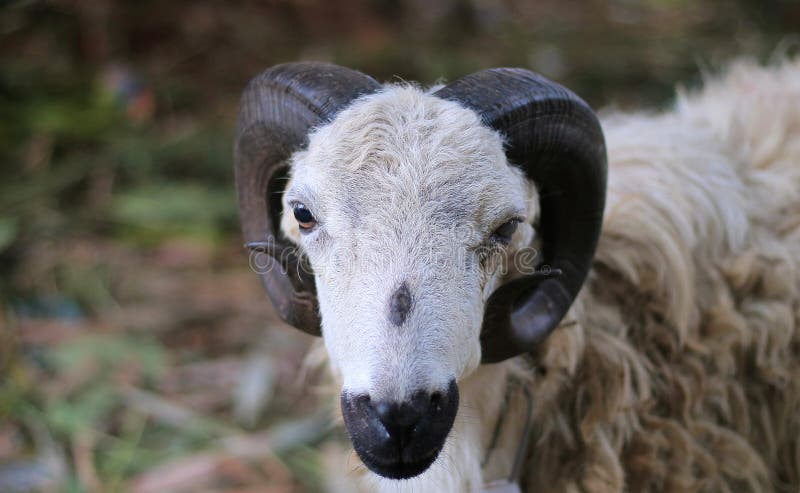 Priangan sheep stock image. Image of capra, garut, breed - 99107887