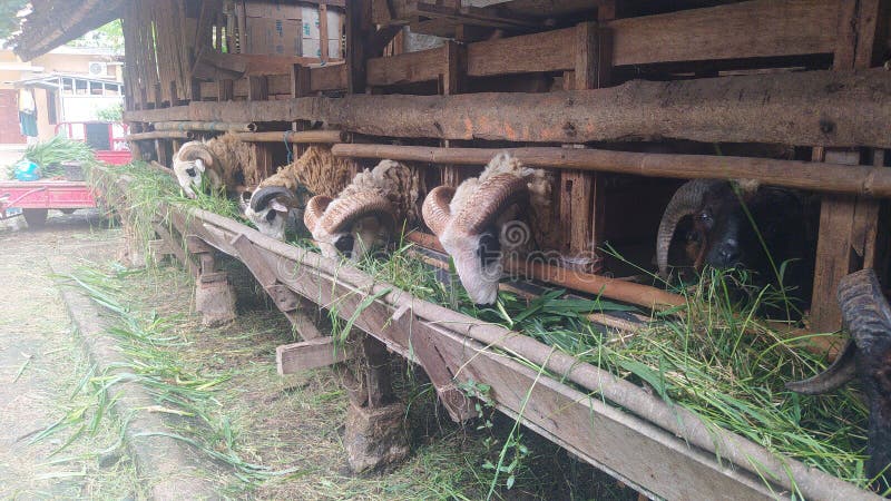 Garut Sheep Farm, Indramayu, West Java Stock Image - Image of west ...