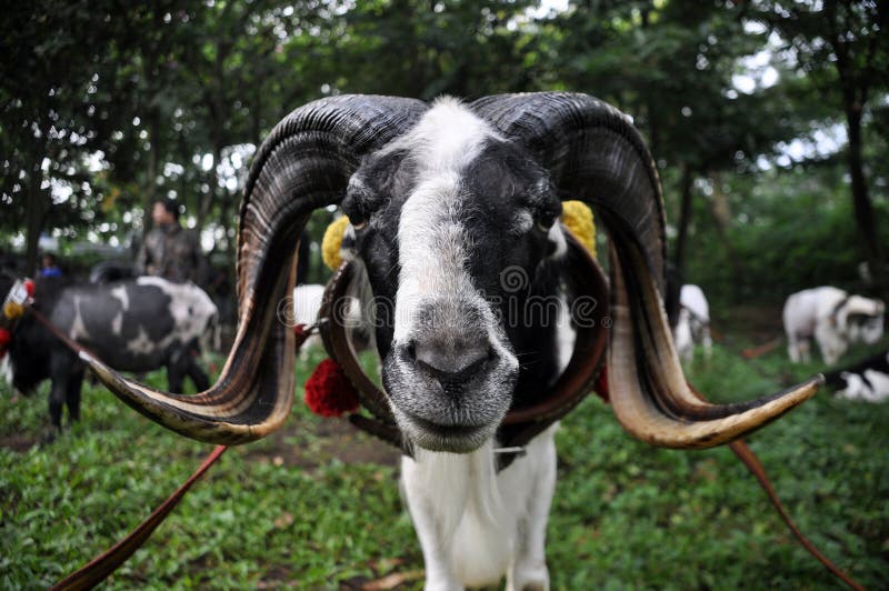 Indonesian Domestic Goat Stock Photos - Free & Royalty-Free Stock ...