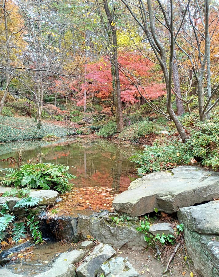 Garvan Woodland Garden editorial stock image. Image of fall - 240652504