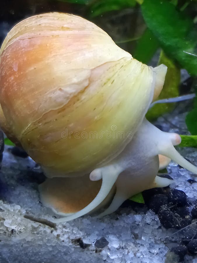 Golden Snail stock photo. Image of species, antennae, snail - 7562150