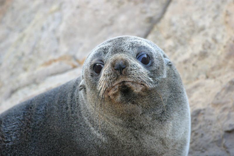 Sad Fur Seal stock photo. Image of antarctica, depression - 12044506