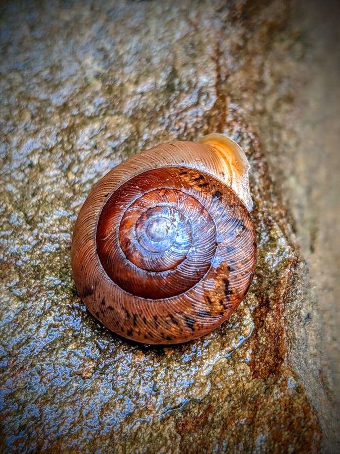 Gary the Snail stock image. Image of match, spongebob - 131926269