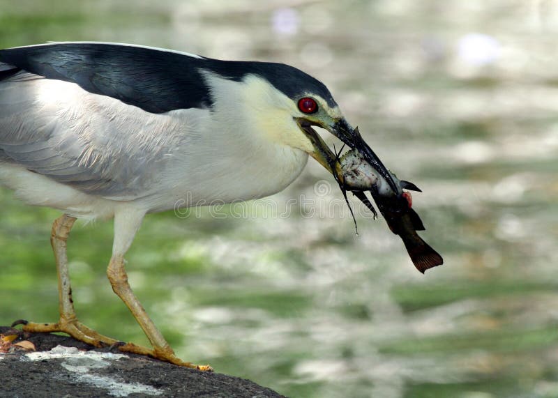 Garza foto de archivo. Imagen de playa, ojos, pescados - 9814626